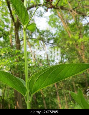 European swallow-wort (Vincetoxicum rossicum) Plantae Stock Photo - Alamy