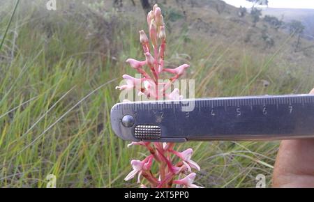 (Disa patula patula) Plantae Stock Photo - Alamy