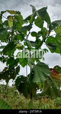 Balsa Tree (Ochroma pyramidale) Plantae Stock Photo - Alamy