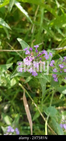 (Ziziphora capitata) Plantae Stock Photo - Alamy