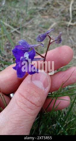 Low Larkspur (Delphinium bicolor) Plantae Stock Photo - Alamy