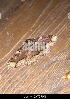 Colorful Zale Moth (Zale minerea) Insecta Stock Photo - Alamy