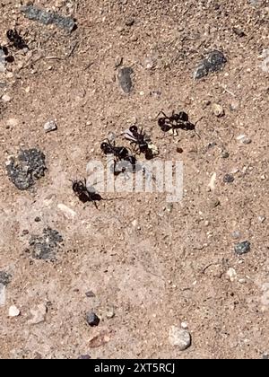 Rough Harvester Ant (Pogonomyrmex rugosus) Insecta Stock Photo - Alamy