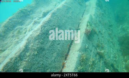 Striped Parrotfish (Scarus iseri) Actinopterygii Stock Photo - Alamy