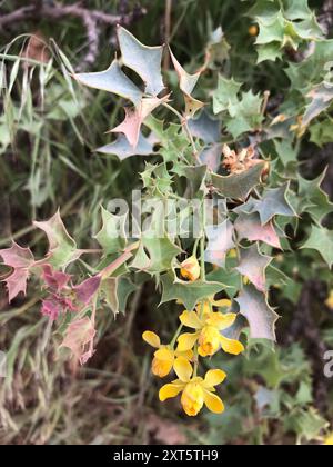Fremont barberry (Berberis fremontii), Plantae, Mojave National ...