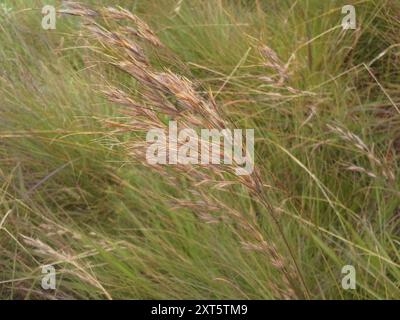 Common Russet Grass (Loudetia simplex) Plantae Stock Photo - Alamy