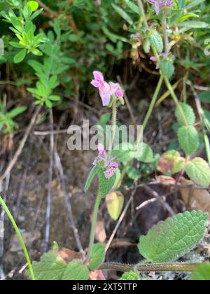 Rough Hedgenettle (Stachys rigida) Plantae Stock Photo - Alamy