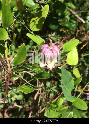 Netleaf Leather Flower (Clematis reticulata) Plantae Stock Photo - Alamy