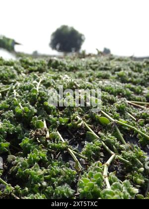 Creeping Dentella (Dentella repens) Plantae Stock Photo - Alamy