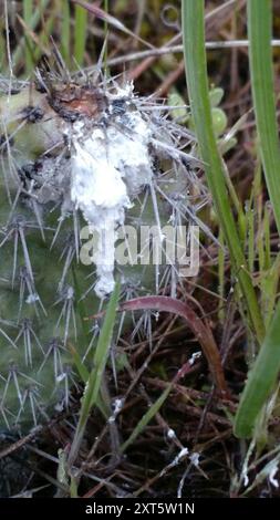 American cochineal bug (Dactylopius confusus) Insecta Stock Photo - Alamy