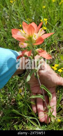 Texas Paintbrush (Castilleja indivisa) Plantae Stock Photo - Alamy