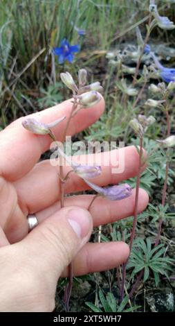 Low Larkspur (Delphinium bicolor) Plantae Stock Photo - Alamy