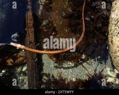 Kelp Pipefish (Syngnathus californiensis) Actinopterygii Stock Photo ...