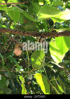 Lined Treesnail (Mesembrinus multilineatus) Mollusca Stock Photo - Alamy
