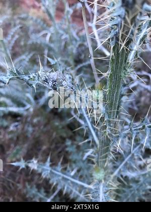 Utah thistle (Cirsium neomexicanum utahense) Plantae Stock Photo - Alamy
