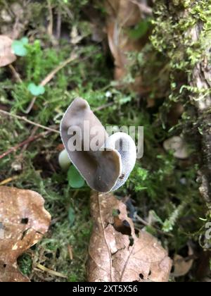 (Helvella compressa) Fungi Stock Photo - Alamy