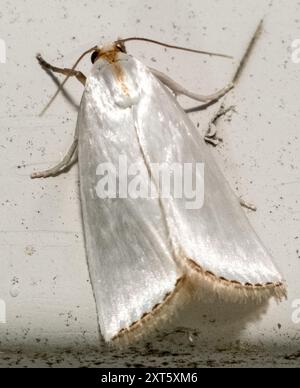 Snowy Urola Moth (Urola nivalis) Insecta Stock Photo - Alamy