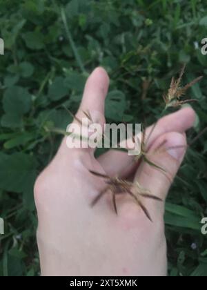 Purple nutsedge (Cyperus rotundus) Plantae Stock Photo - Alamy