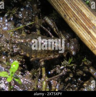Emerald Dragonflies (Corduliidae) Insecta Stock Photo - Alamy