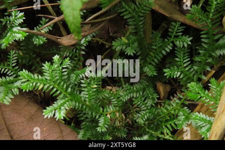 spikemosses (Selaginella), Plantae, 中国广东省惠州市博罗县 Stock Photo - Alamy