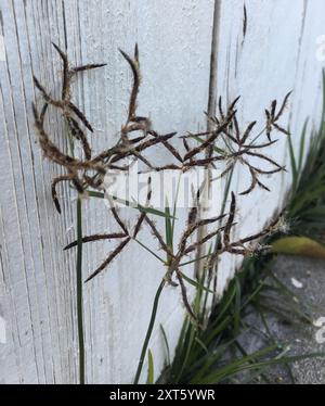 Purple nutsedge (Cyperus rotundus) Plantae Stock Photo - Alamy