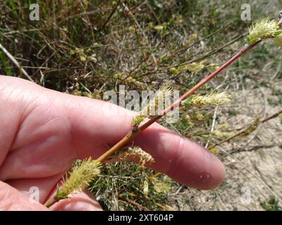 (Salix repens argentea) Plantae Stock Photo - Alamy