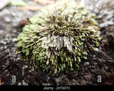 leafy and simple thalloid liverworts (Jungermanniopsida) Plantae Stock ...