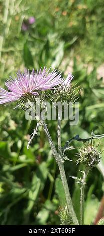 Boar Thistle (Galactites tomentosus) Plantae Stock Photo - Alamy