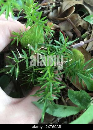 African Asparagus (Asparagus aethiopicus) Plantae Stock Photo - Alamy