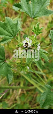 Diamond Spottail (Fazia micrura) Insecta Stock Photo - Alamy