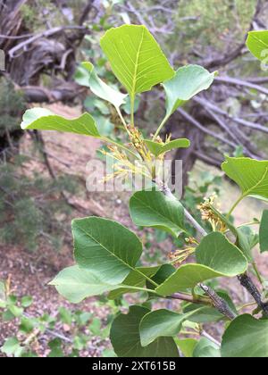 single-leaf ash (Fraxinus anomala) Plantae Stock Photo - Alamy