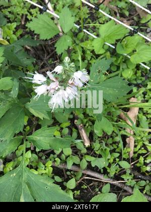 Virginia waterleaf (Hydrophyllum virginianum), Plantae, North Carolina ...
