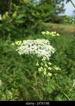 poison hemlock (Conium maculatum) Plantae Stock Photo - Alamy