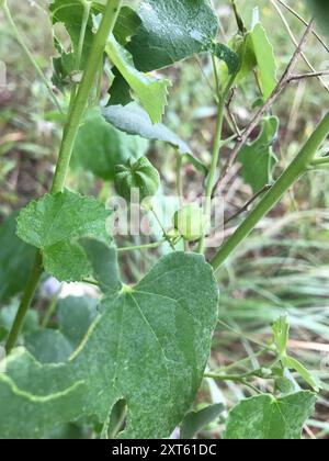 sweet Indian Mallow (Abutilon fruticosum) Plantae Stock Photo - Alamy