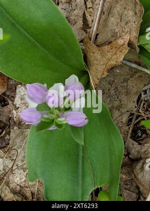showy orchis (Galearis spectabilis) Plantae Stock Photo - Alamy