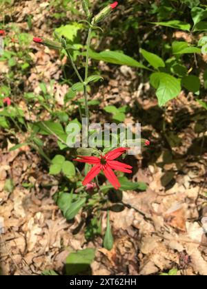 fire pink (Silene virginica) Plantae Stock Photo - Alamy
