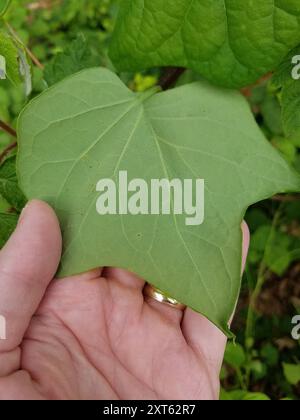 moonseed (Menispermum canadense) Plantae Stock Photo - Alamy