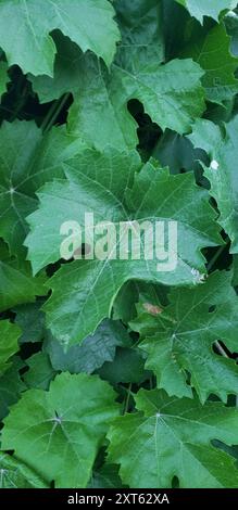desert wild grape (Vitis girdiana) Plantae Stock Photo - Alamy