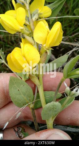 Golden bean (Thermopsis rhombifolia) Plantae Stock Photo - Alamy