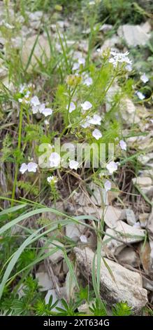 (Veronica filifolia) Plantae Stock Photo - Alamy