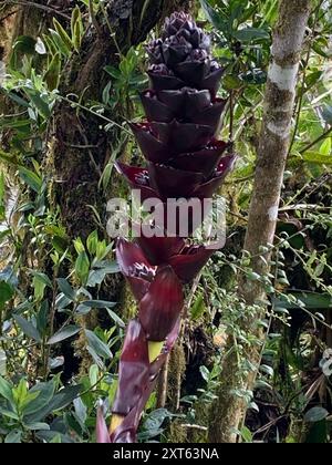 Tillandsioids (Tillandsioideae) Plantae Stock Photo - Alamy