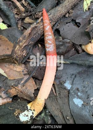 devil's dipstick (Mutinus elegans) Fungi Stock Photo - Alamy