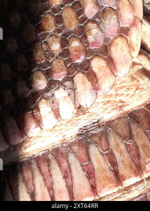 Bont Ticks (Amblyomma) Arachnida Stock Photo - Alamy