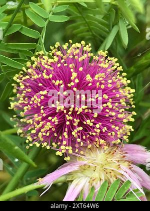 Roemer's sensitive briar (Mimosa quadrivalvis platycarpa) Plantae Stock ...