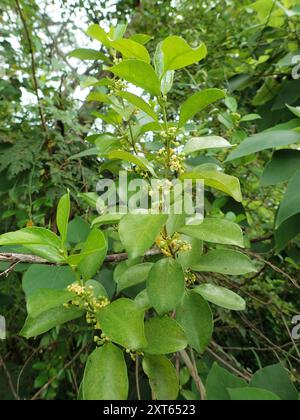 Australian Cow-plant (Gymnema sylvestre) Plantae Stock Photo - Alamy