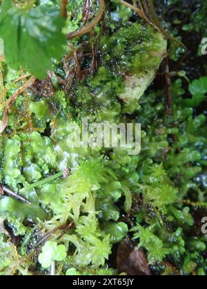 Ring Pellia (Pellia neesiana) Plantae Stock Photo - Alamy