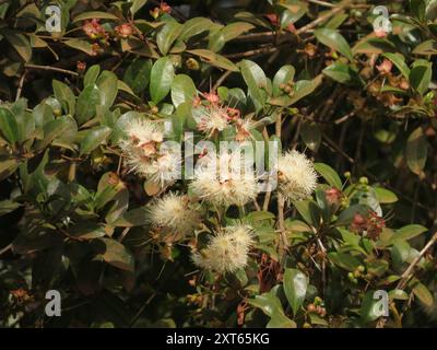 Water Berry (Syzygium cordatum), Plantae, Ehlanzeni, ZA-MP, ZA Stock ...