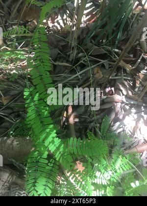 rosary pea (Abrus precatorius) Plantae Stock Photo - Alamy