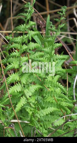 marsh fern (Thelypteris palustris) Plantae Stock Photo - Alamy