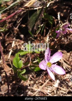 Oregon anemone (Anemonoides oregana) Plantae Stock Photo - Alamy